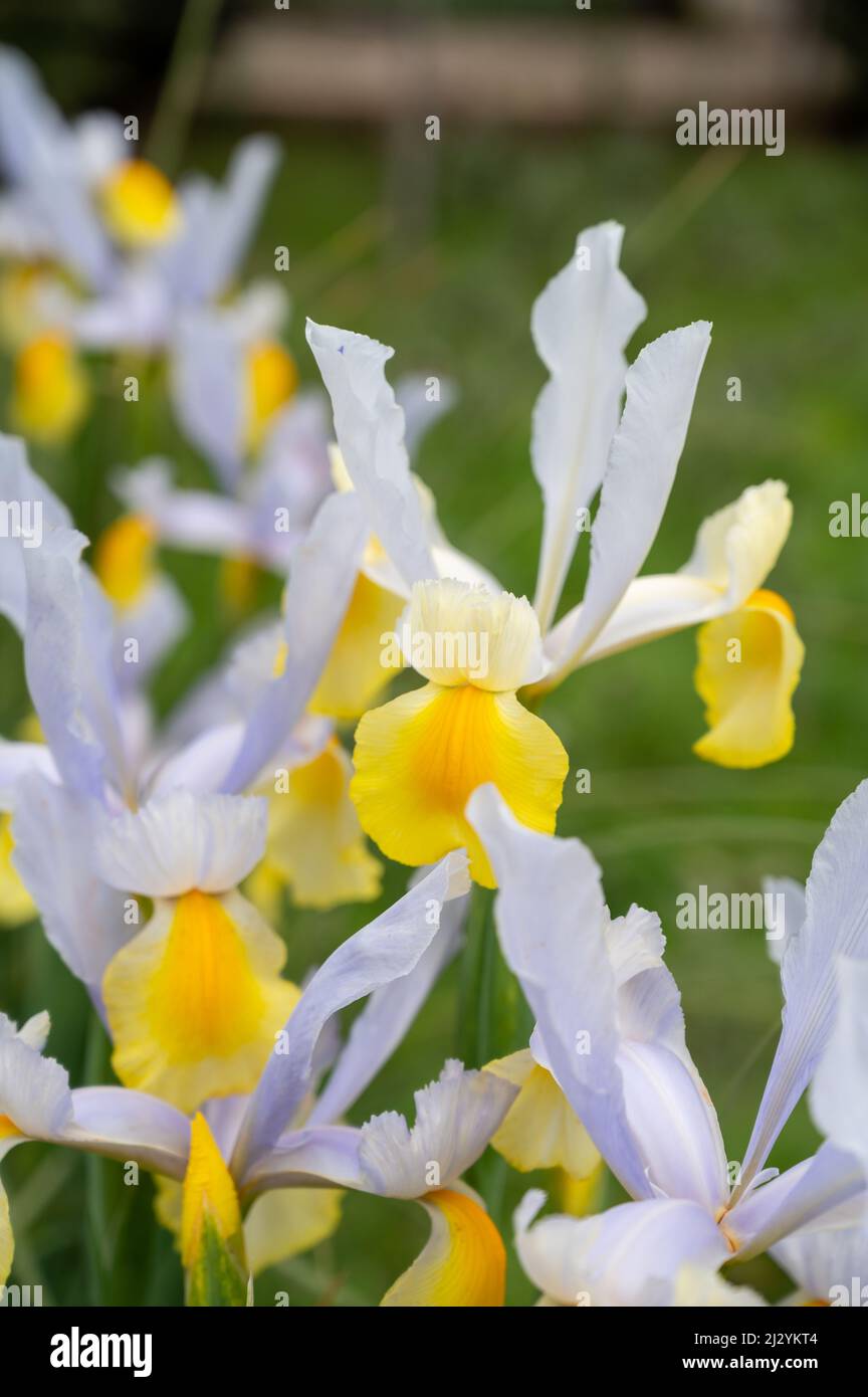 Big water white iris flower in blossom, springtime in Provence, France ...