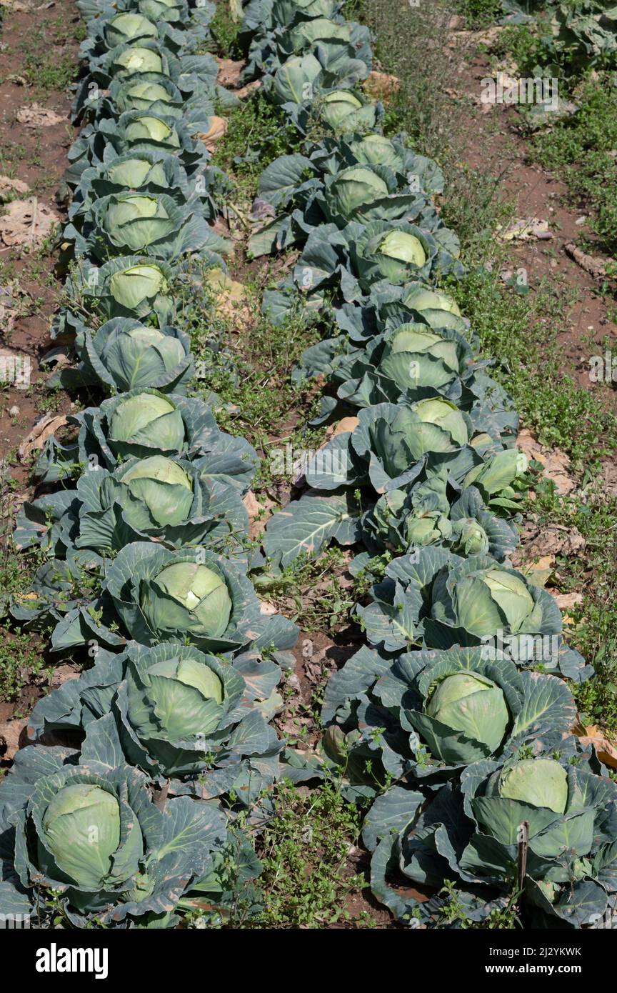 Open air pesticide-free organic eco-friendly gardening, white cabbage ...