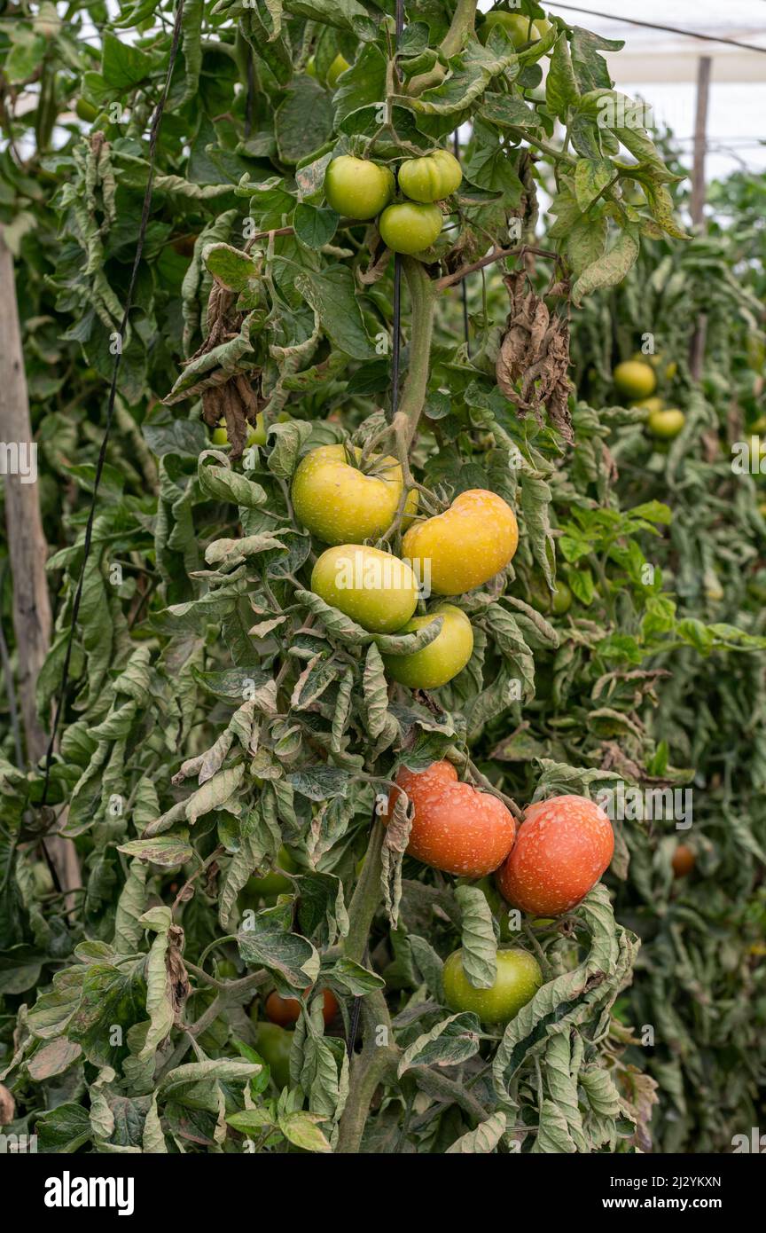 Plastic greenhouse with plantation of big red salad tomatoes vegetables ...