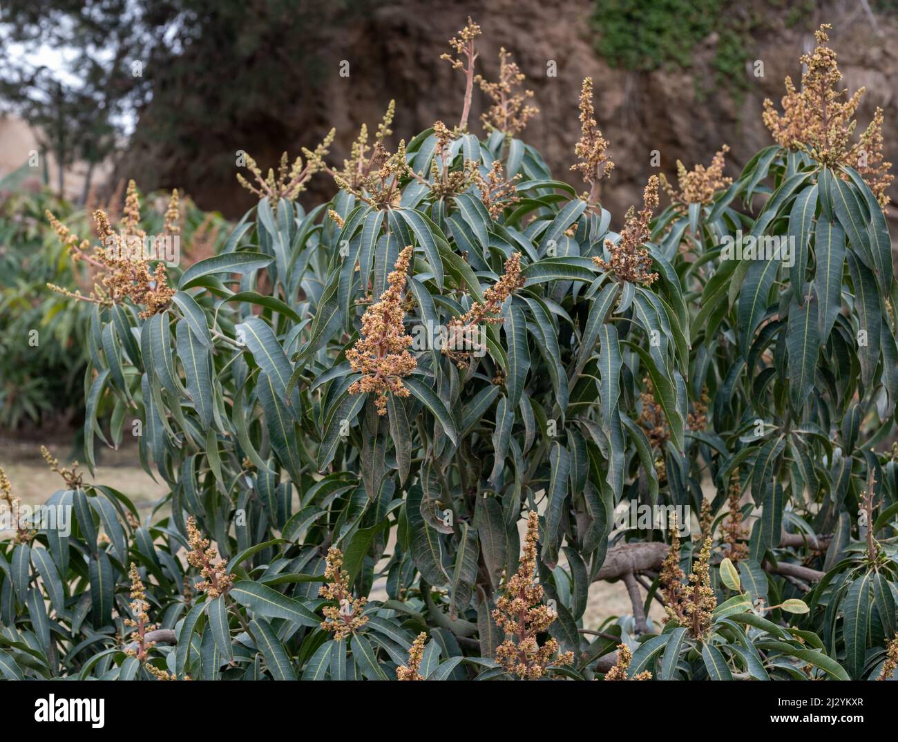 Seasonal blossom of evergreen mango fruit trees on plantations in Costa ...