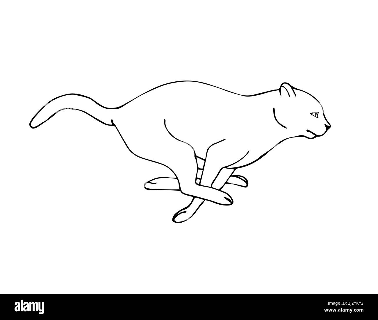 Vector hand drawn sketch running cat isolated on white background Stock ...