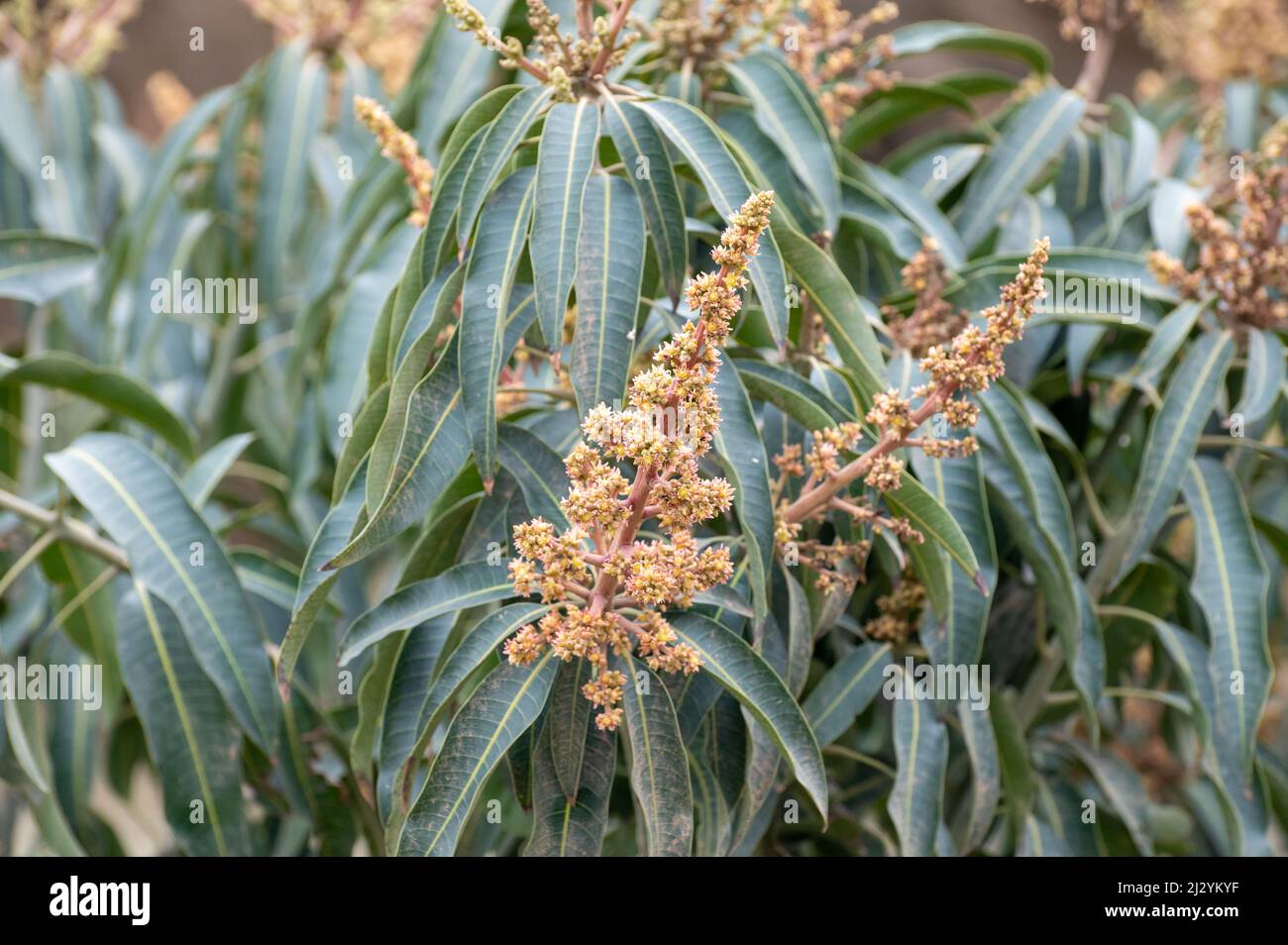 Seasonal blossom of evergreen mango fruit trees on plantations in Costa ...