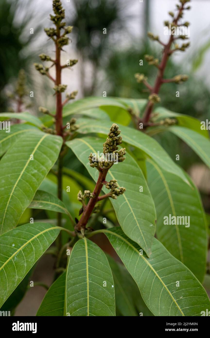 Seasonal blossom of evergreen mango fruit trees on plantations in Costa ...