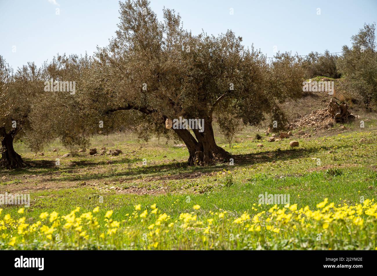 Olive trees grove on hills in spring time with blossom of yellow wild ...