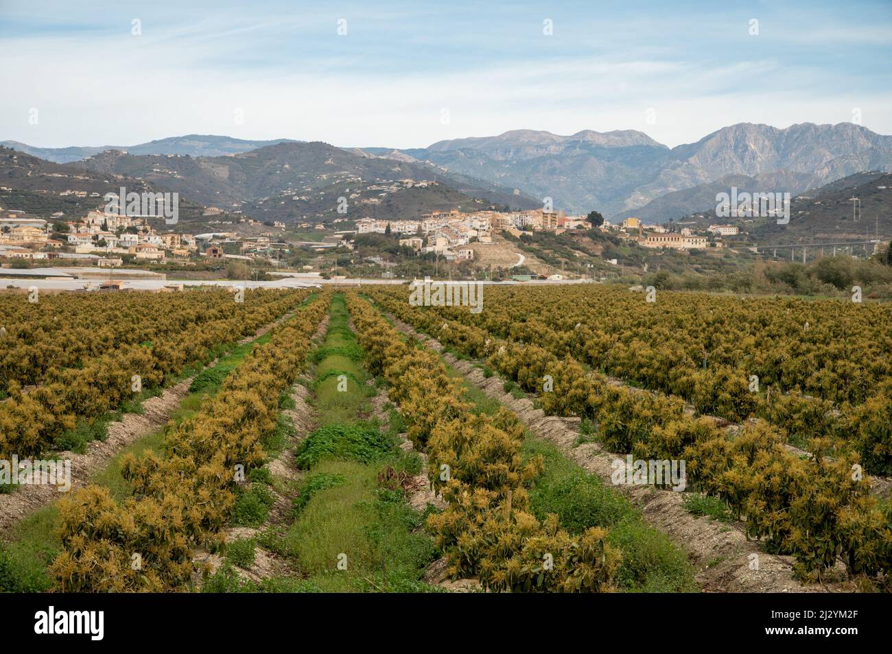Aerial view on rows of evergreen avocado trees on plantations in Costa ...