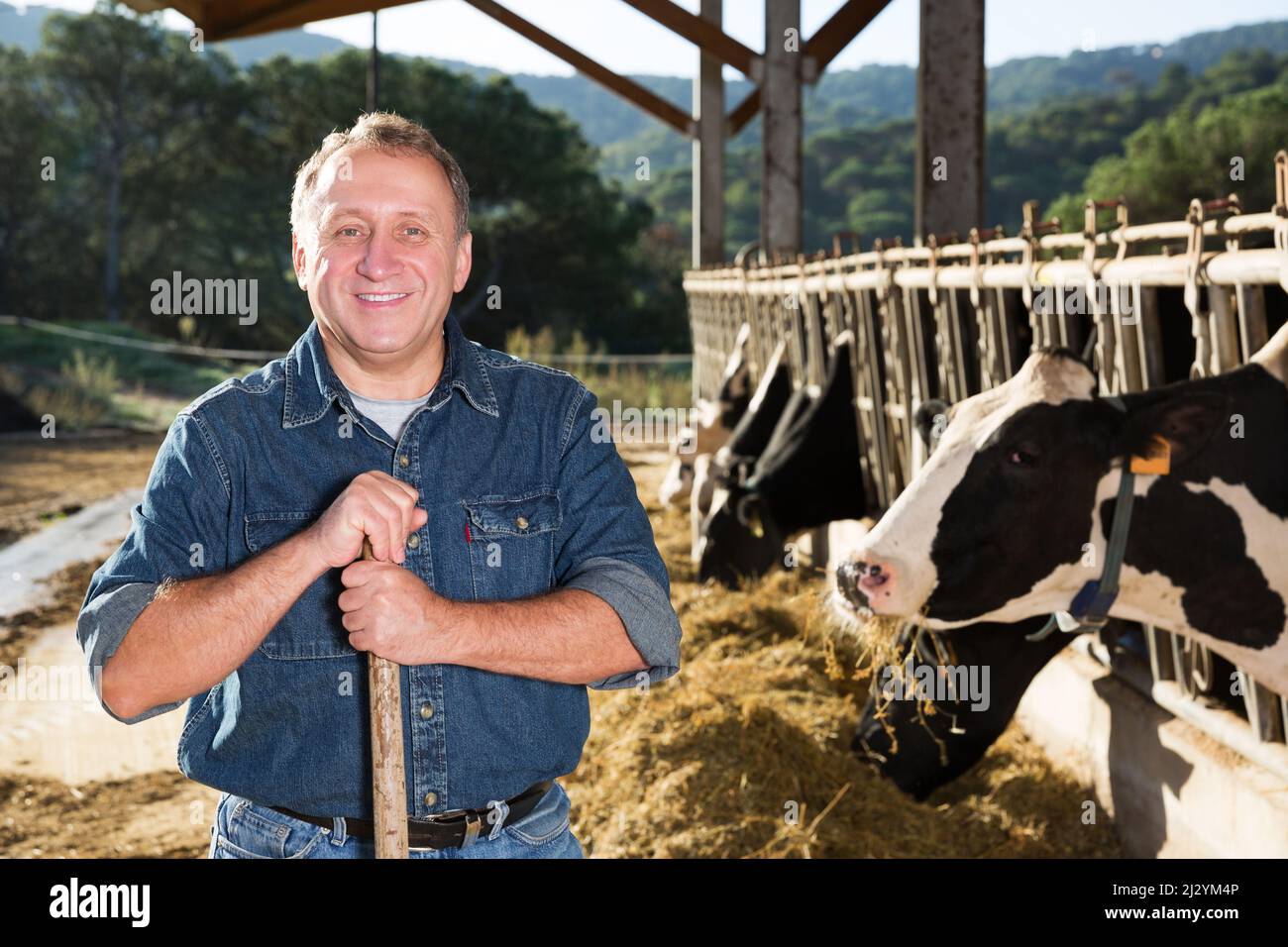 senior man owner of dairy farm Stock Photo - Alamy