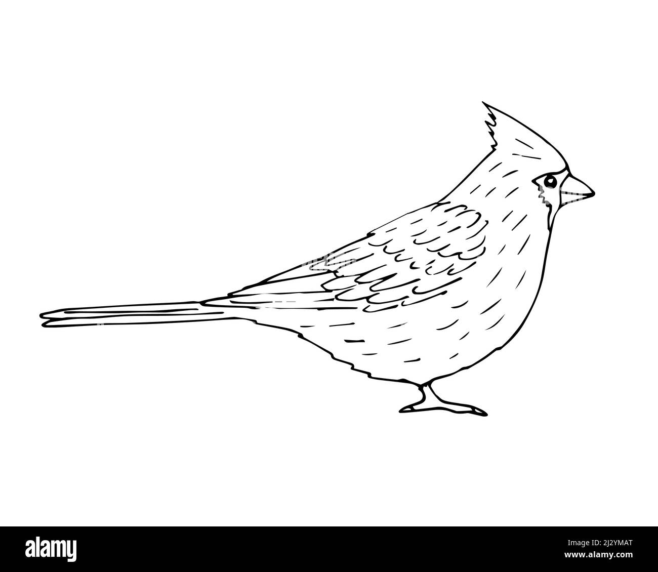 Vector hand drawn sketch outline red cardinal bird isolated on white ...