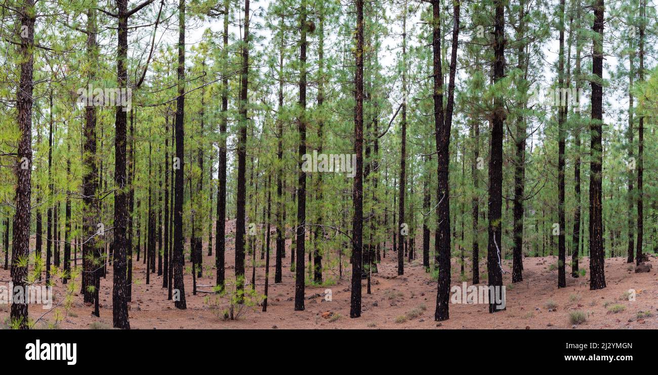Canary pine trees after a forest fire, Arena Negras, Tenerife, Canary ...