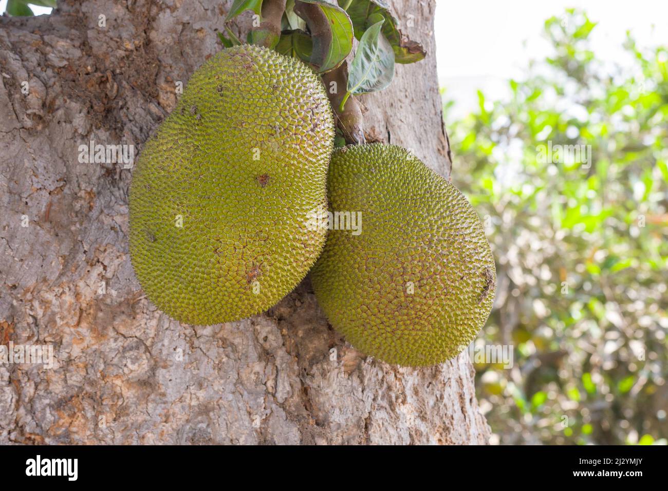 Fruit breadfruit tree artocarpus hi-res stock photography and images ...