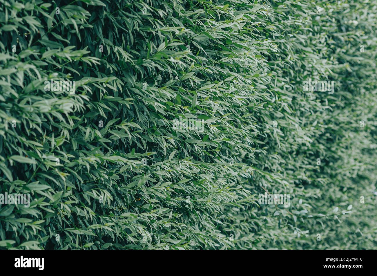 Wall of green bushes with long leaves. Green background. Side view ...