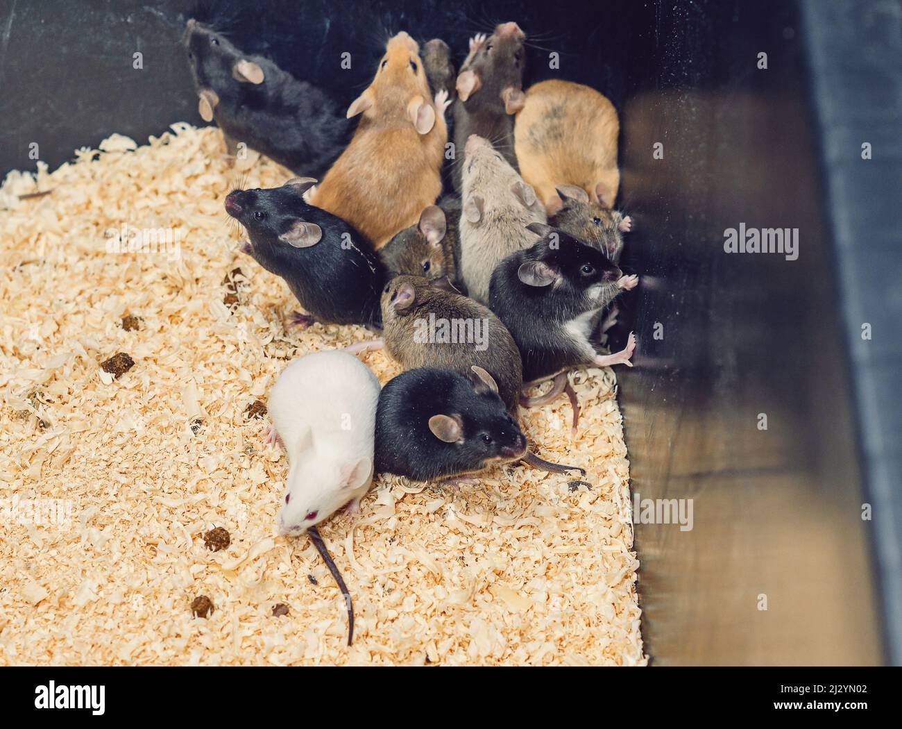 Colored mice on sawdust in cage. Breeding mice Stock Photo - Alamy
