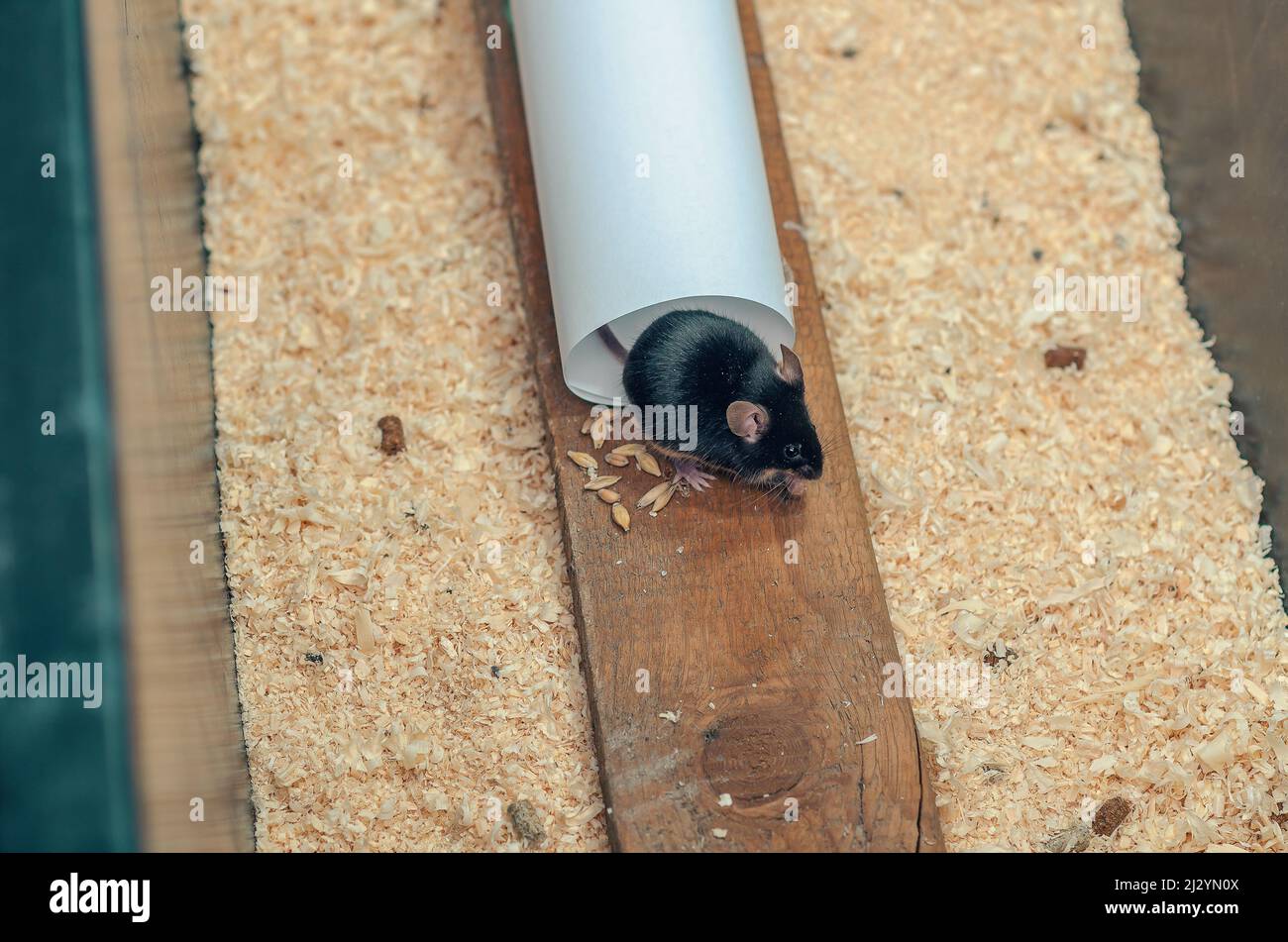 Little black mouse climbs out of white pipe. Mouse eats food Stock ...