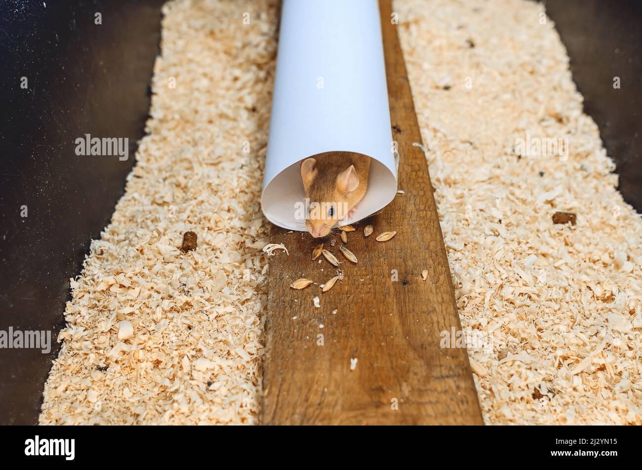 Little mouse climbs out of white pipe. Mouse eats food Stock Photo - Alamy