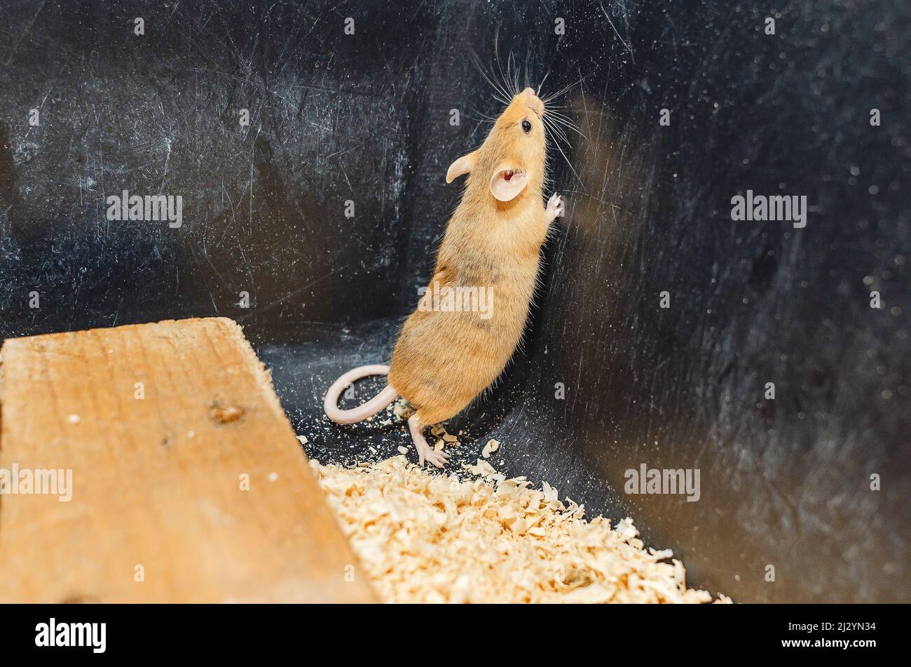 Lone red mouse stands on its hind legs in box of sawdust. Mouse wants ...