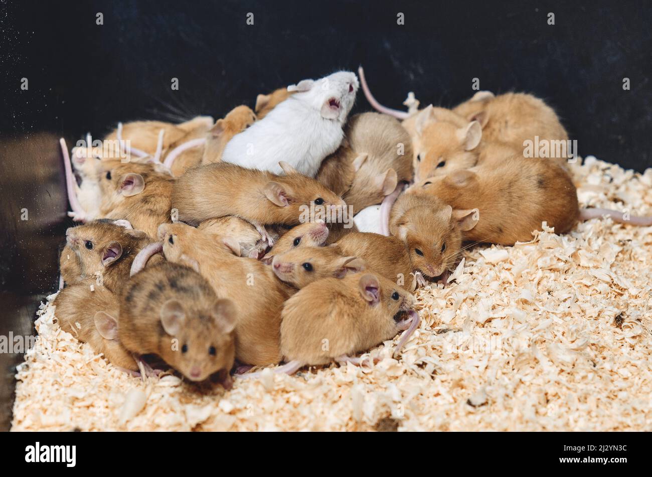 Laboratory mice group hi-res stock photography and images - Alamy