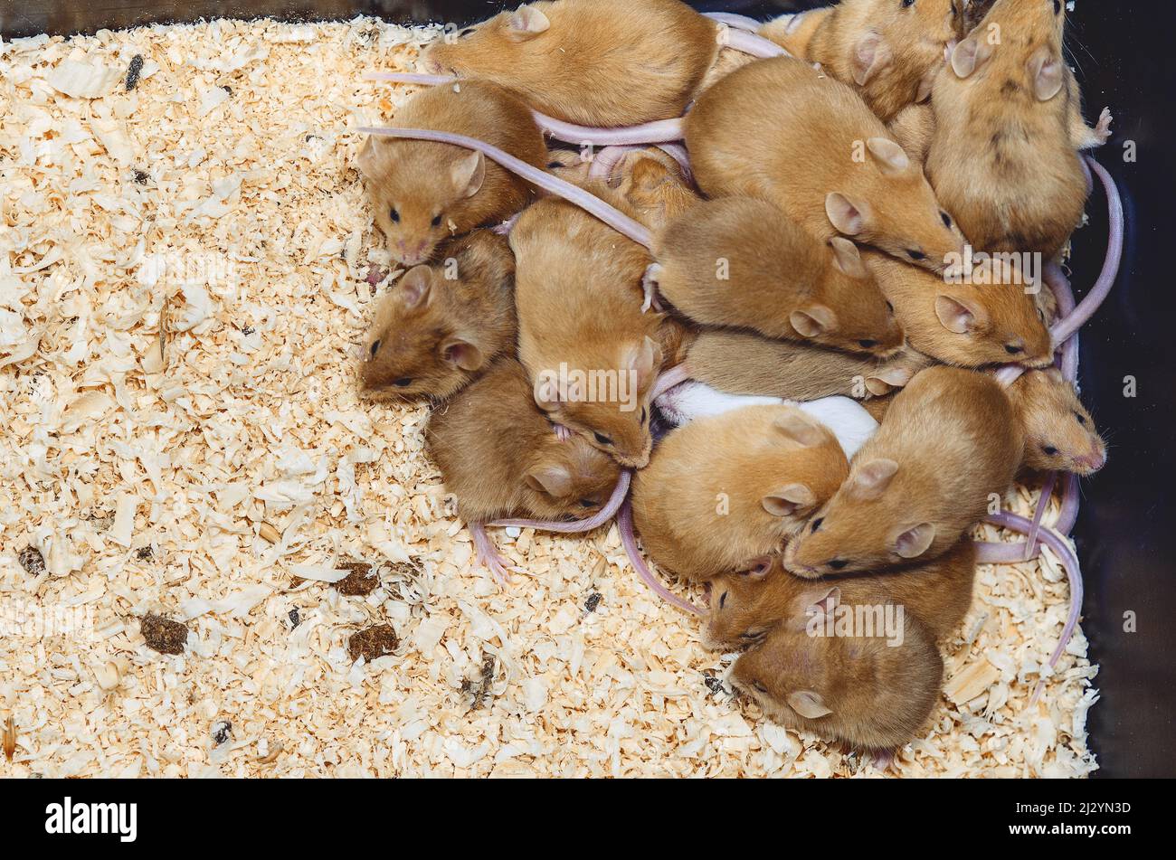 In cage breeding rodents, mice. Mouse is small mammal of rodent group ...