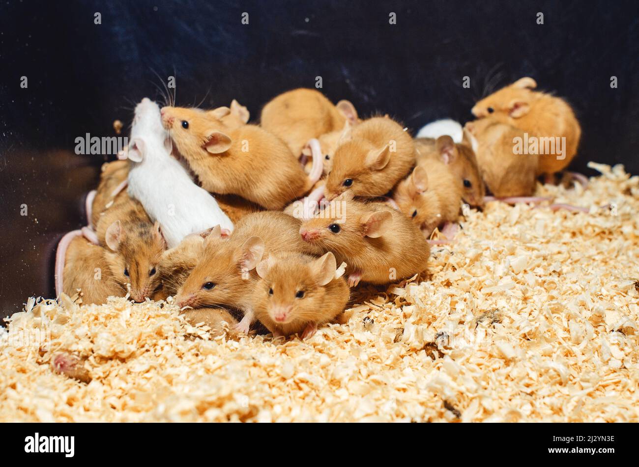 In cage breeding rodents, mice. Mouse is small mammal of rodent group ...