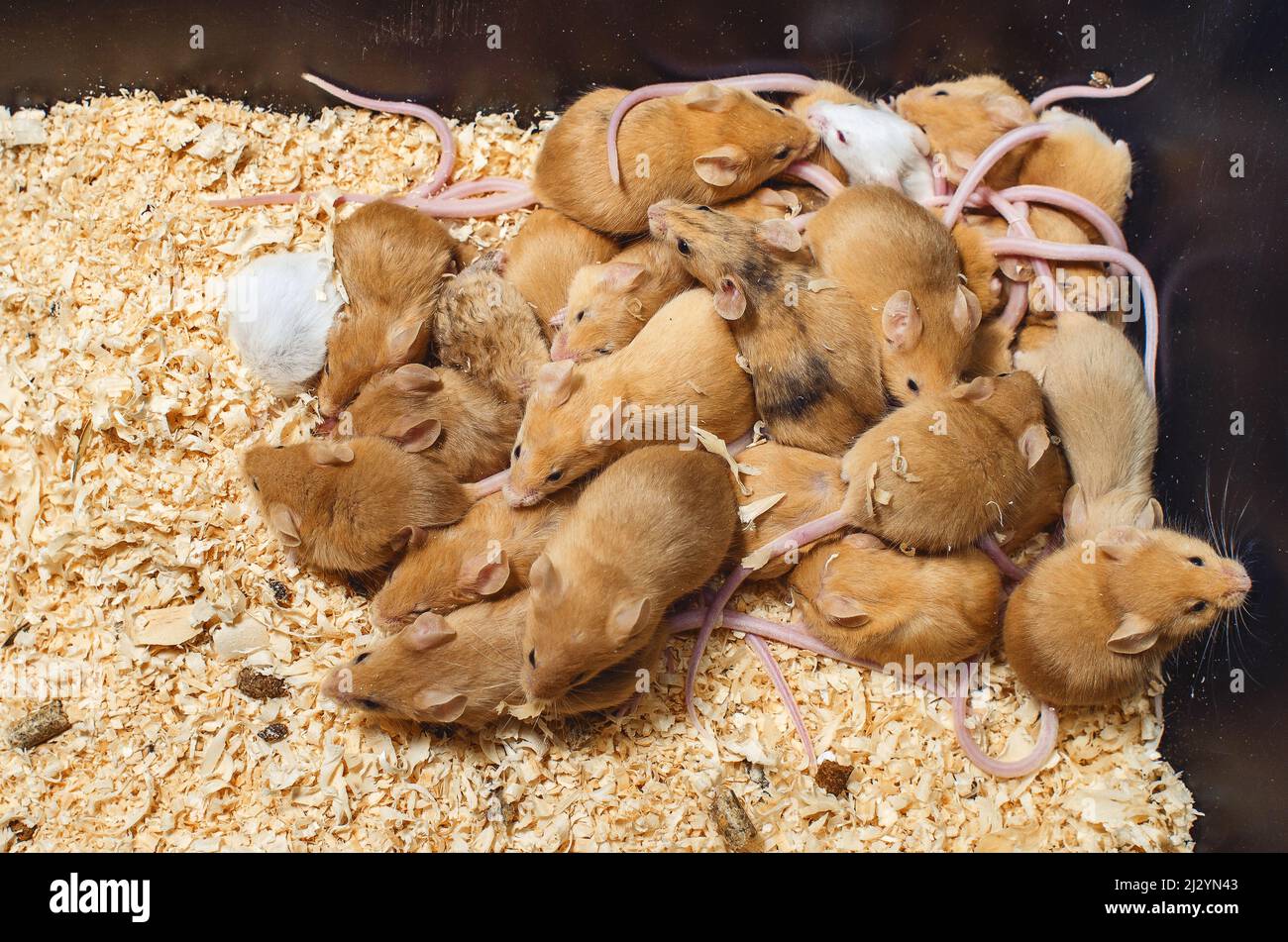 Zoological laboratory hi-res stock photography and images - Alamy