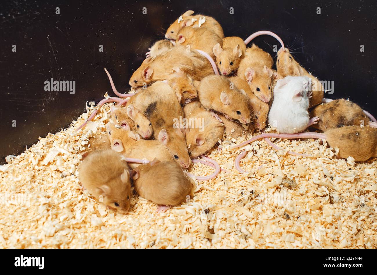 White mice cage hi-res stock photography and images - Alamy