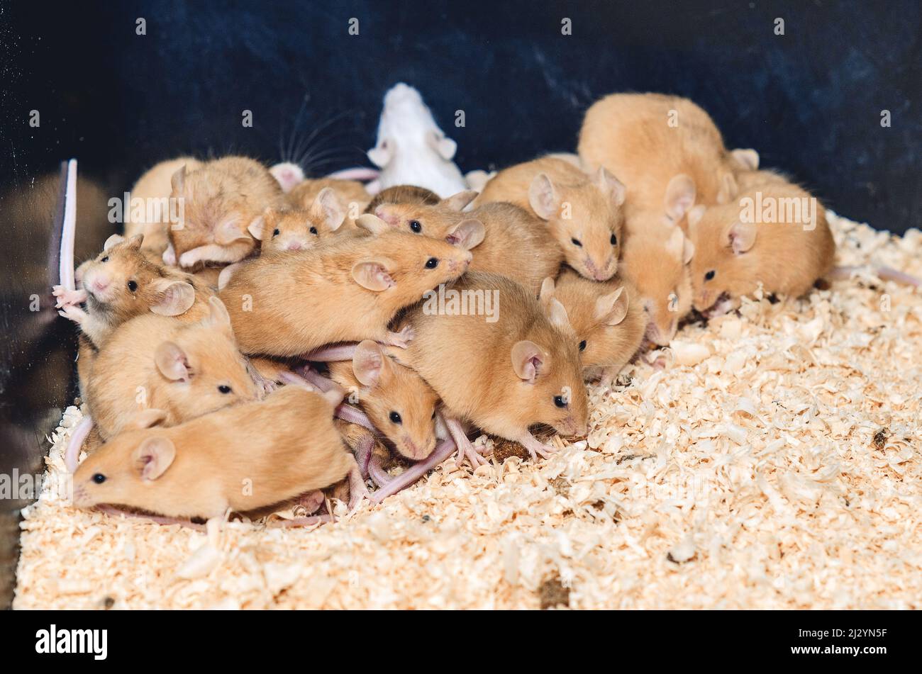 Cage with bunch of beige mice. Growing mice for sale. Small business ...