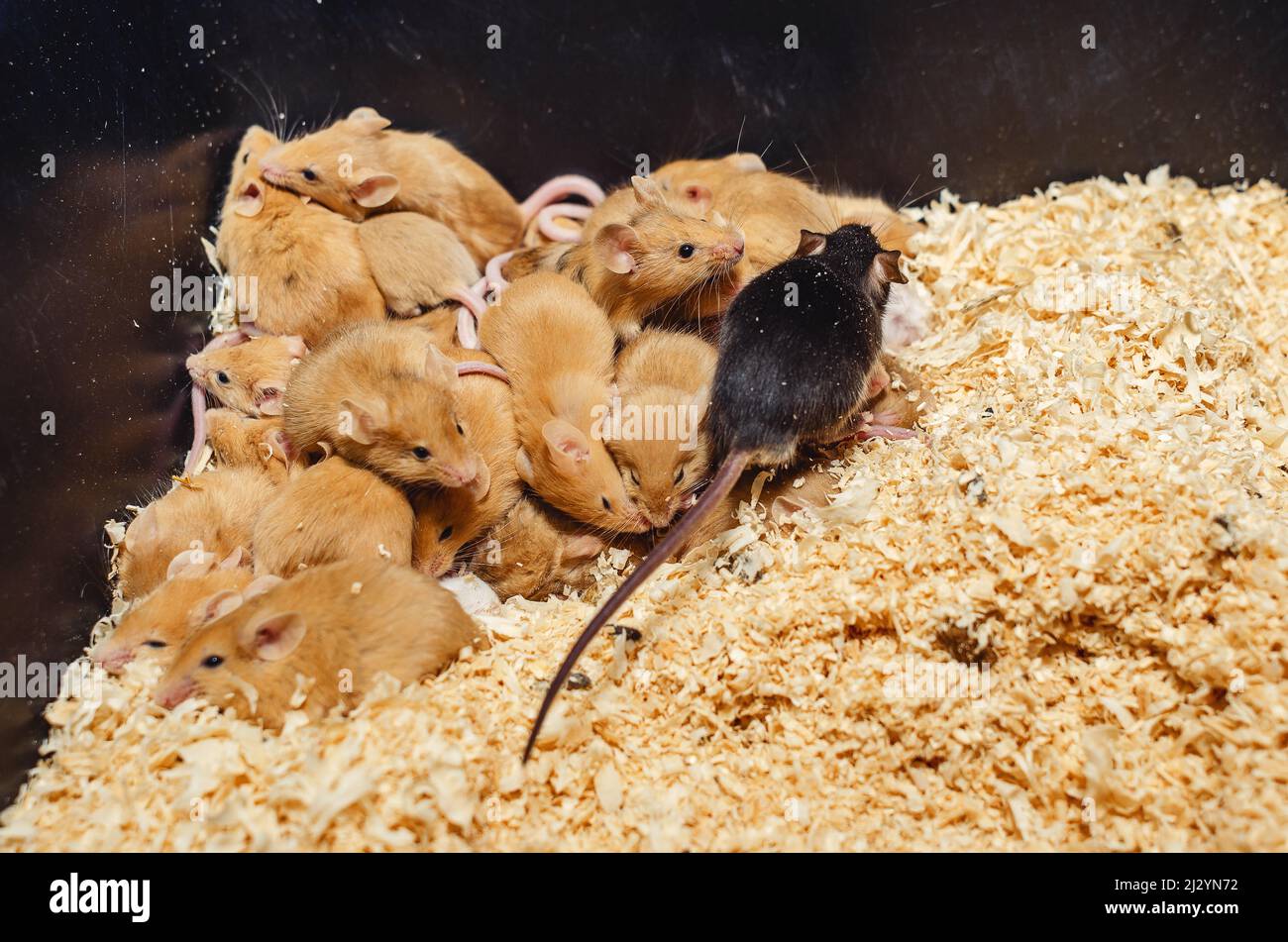 In cage breeding rodents, mice. Black mouse with a long tail Stock ...