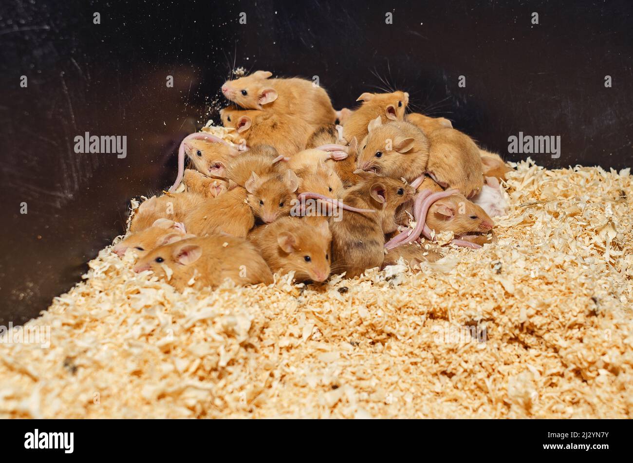 Long pointed snout hi-res stock photography and images - Alamy