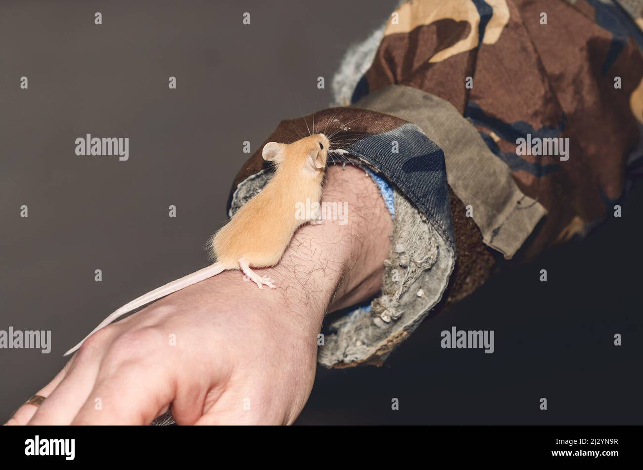 Beige mouse hi-res stock photography and images - Alamy