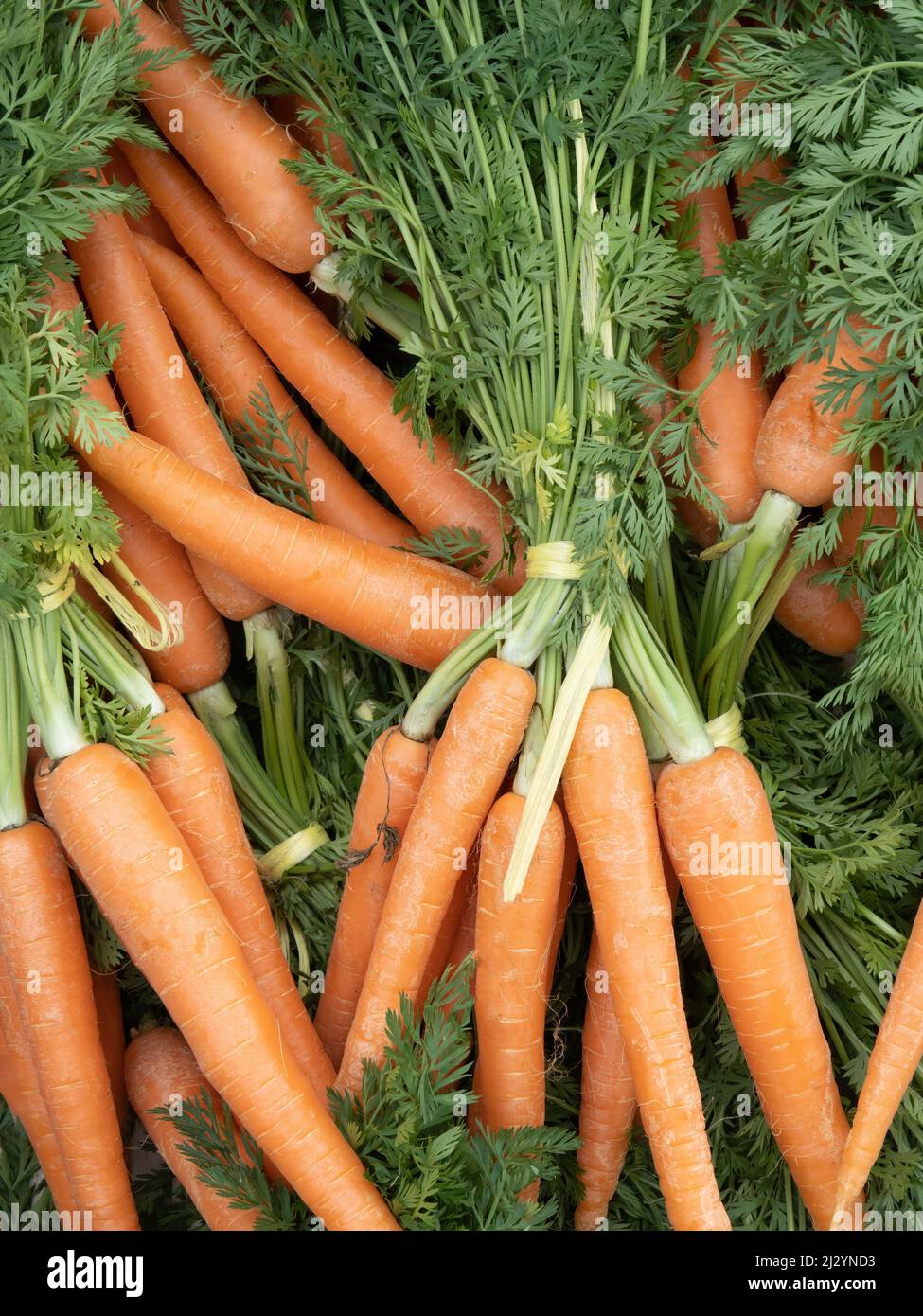 Fresh carrots with green leaves on market stall Stock Photo - Alamy