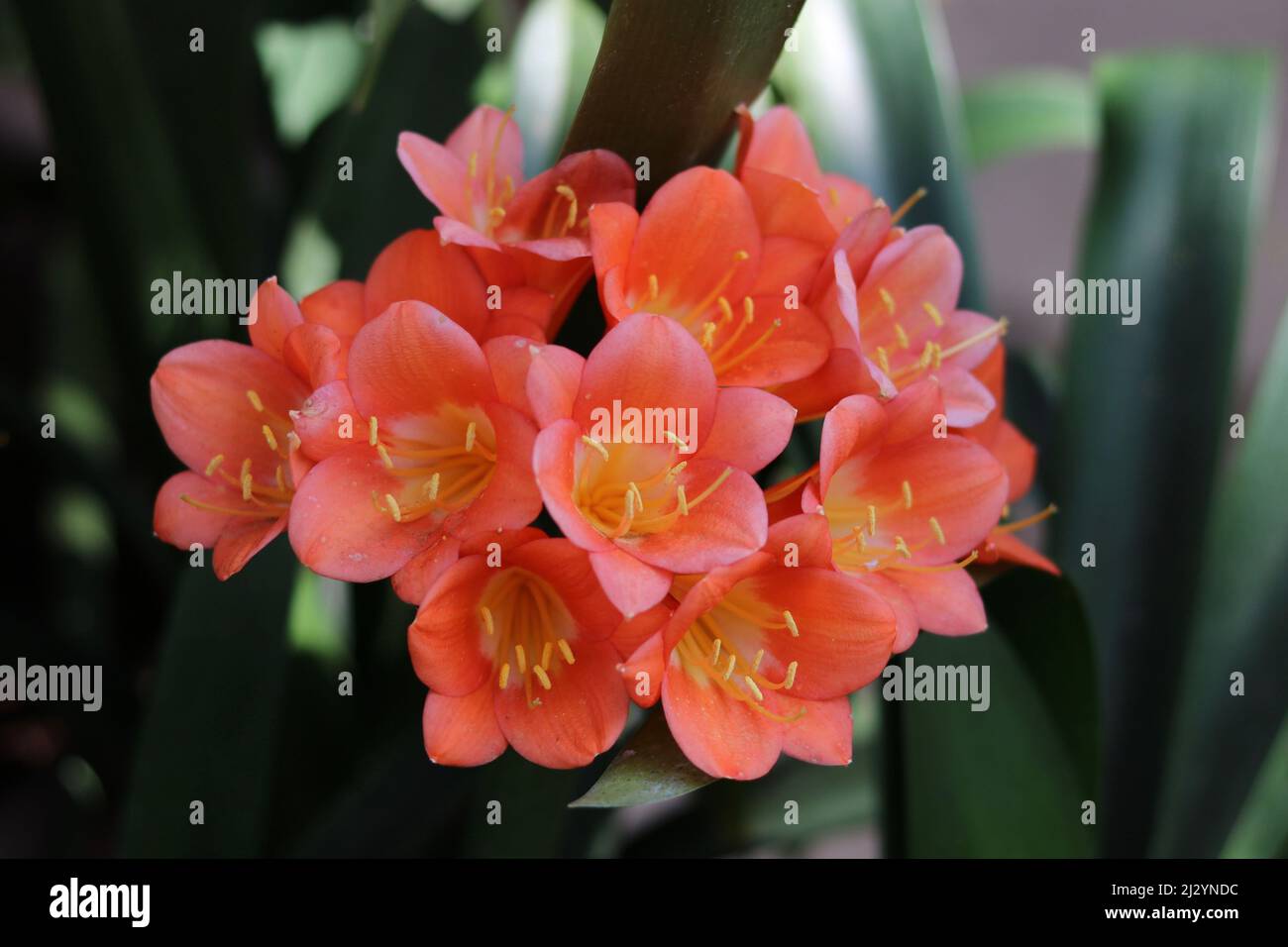 Beautiful clivia miniata flower and foliage native to in New Zealand ...