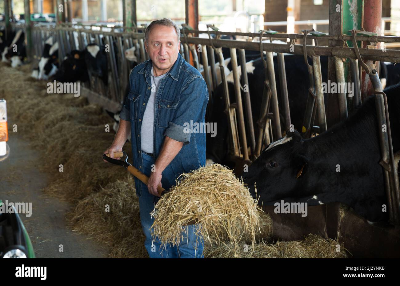 Senior man feeding cows on farm Stock Photo - Alamy