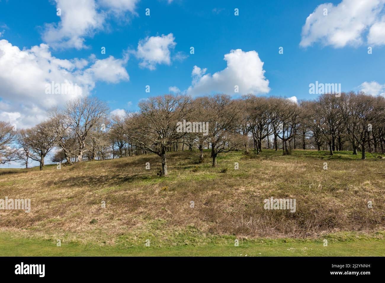 Tree landscape in Dorset, England, UK Stock Photo - Alamy