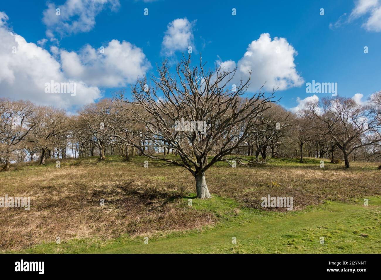 Tree landscape in Dorset, England, UK Stock Photo - Alamy