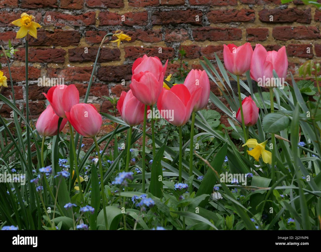 Beautiful spring scene showing lush pink tulips with wall behind Stock ...