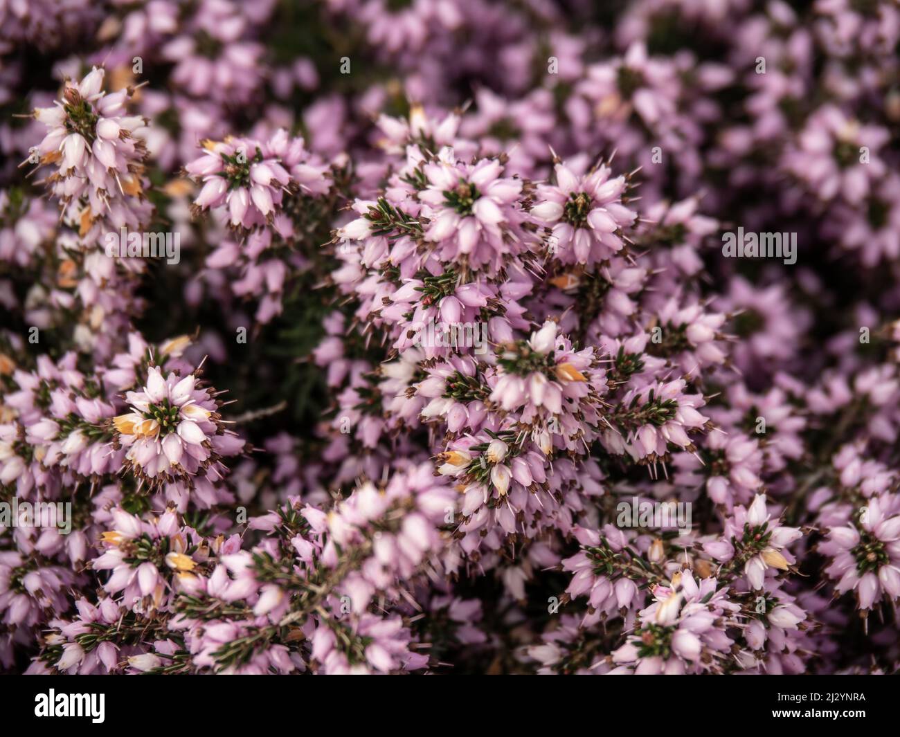 Heather color hi-res stock photography and images - Alamy