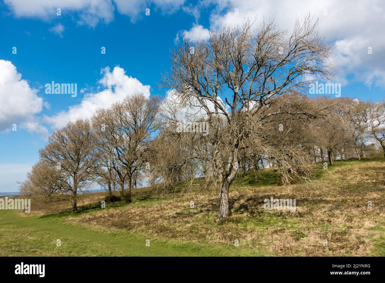 Tree landscape in Dorset, England, UK Stock Photo - Alamy
