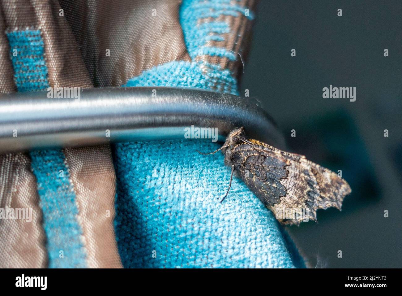 Hibernating insects hi-res stock photography and images - Alamy