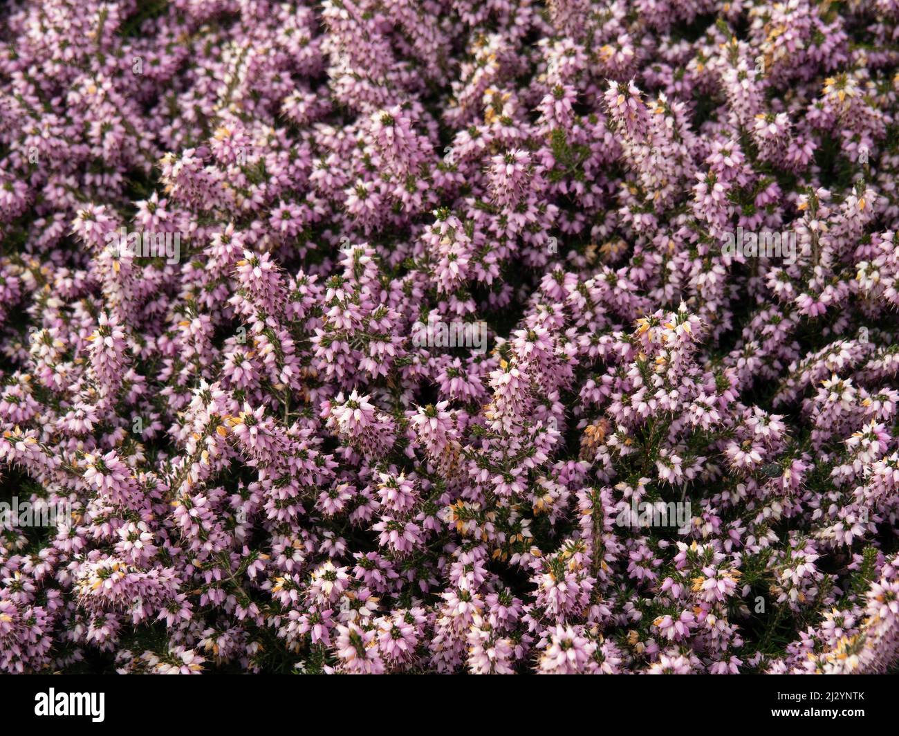 Heather or ling hi-res stock photography and images - Alamy
