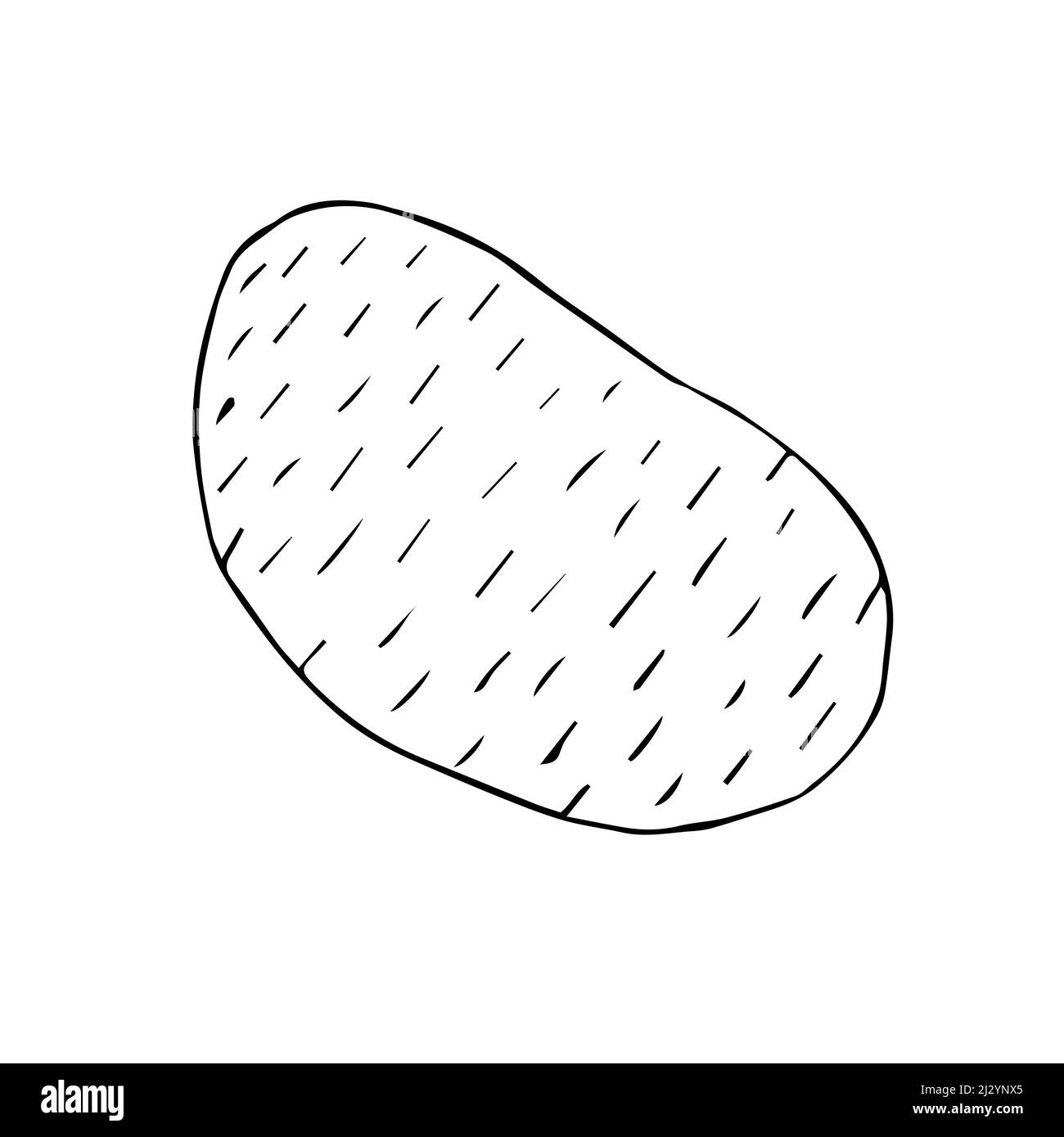 Vector hand drawn sketch potato isolated on white background Stock ...