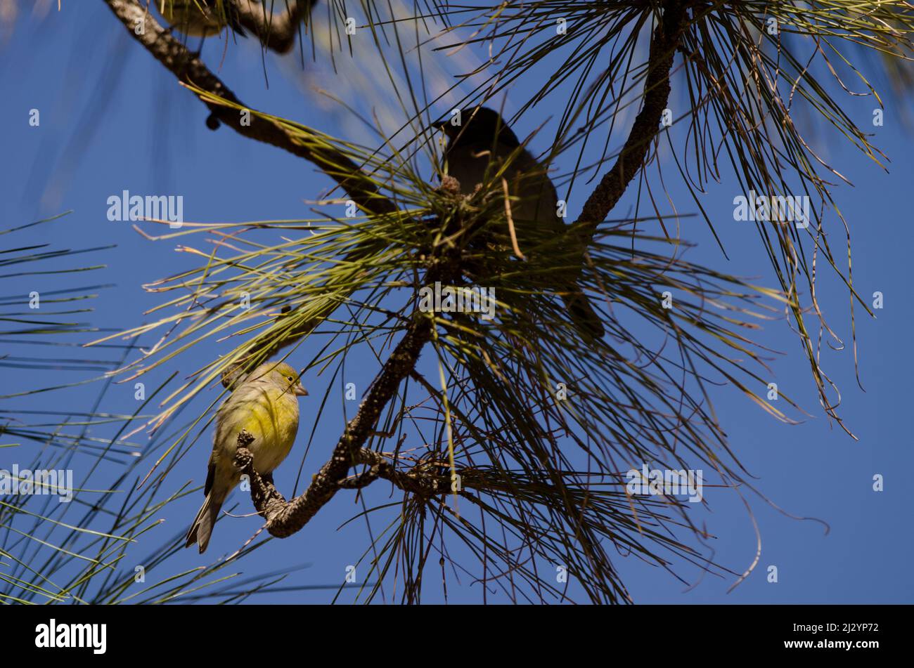 Female Atlantic canary Serinus canaria and Tenerife blue chaffinch in ...