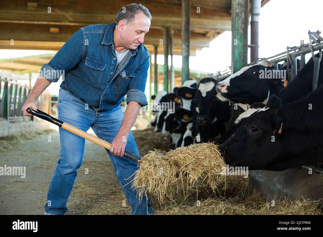 Portrait of man who is feeding cows Stock Photo - Alamy