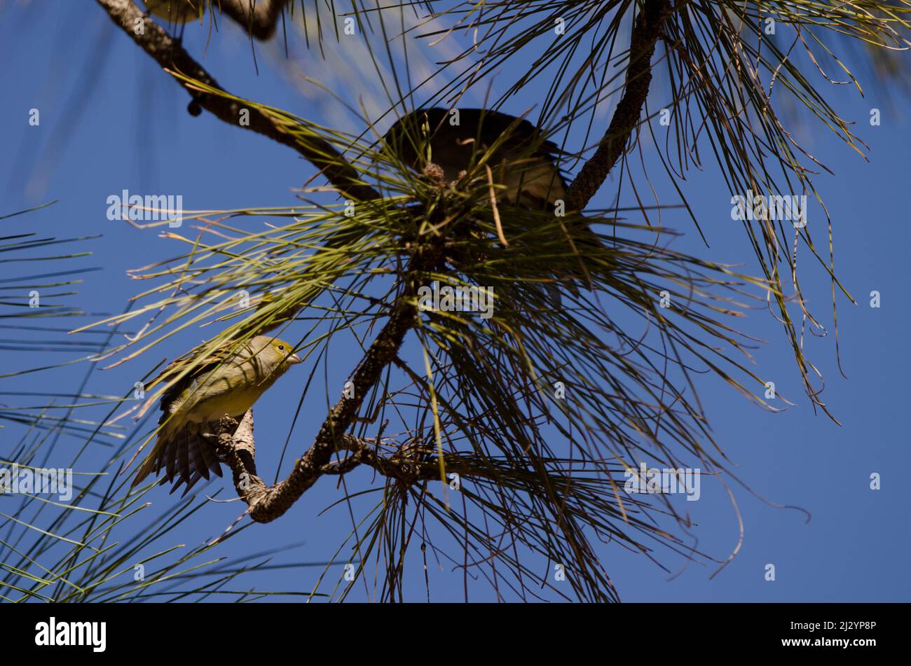 Female Atlantic canary Serinus canaria stretching a wing and Tenerife ...