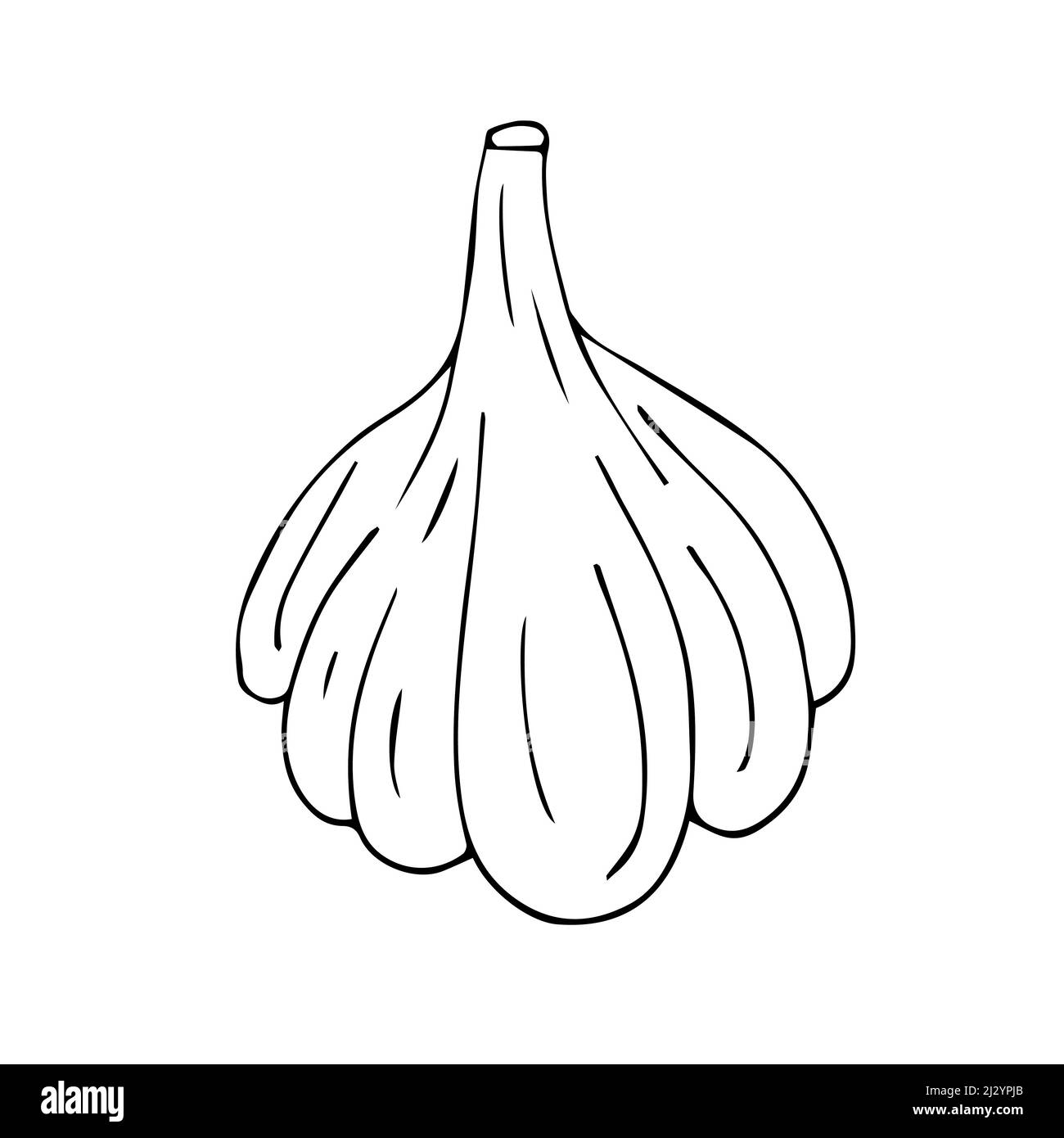 Vector hand drawn sketch garlic isolated on white background Stock ...