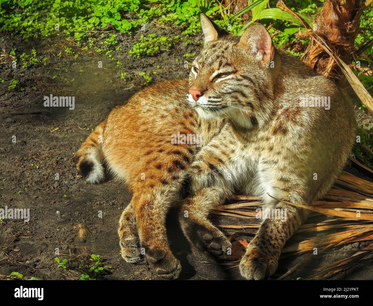Bobcat florida hi-res stock photography and images - Alamy