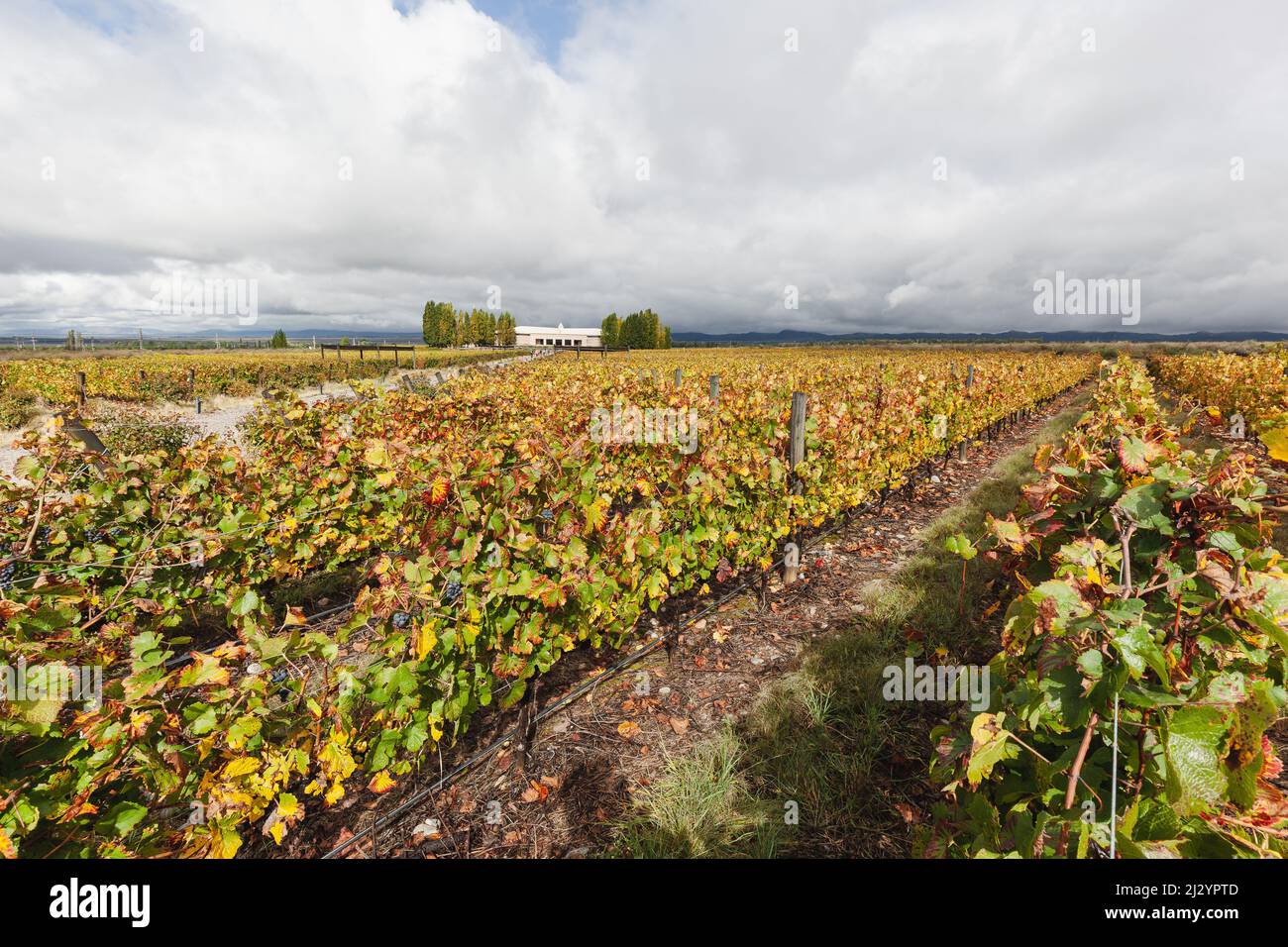 Wine and vineyards around the world - Argentina Stock Photo - Alamy