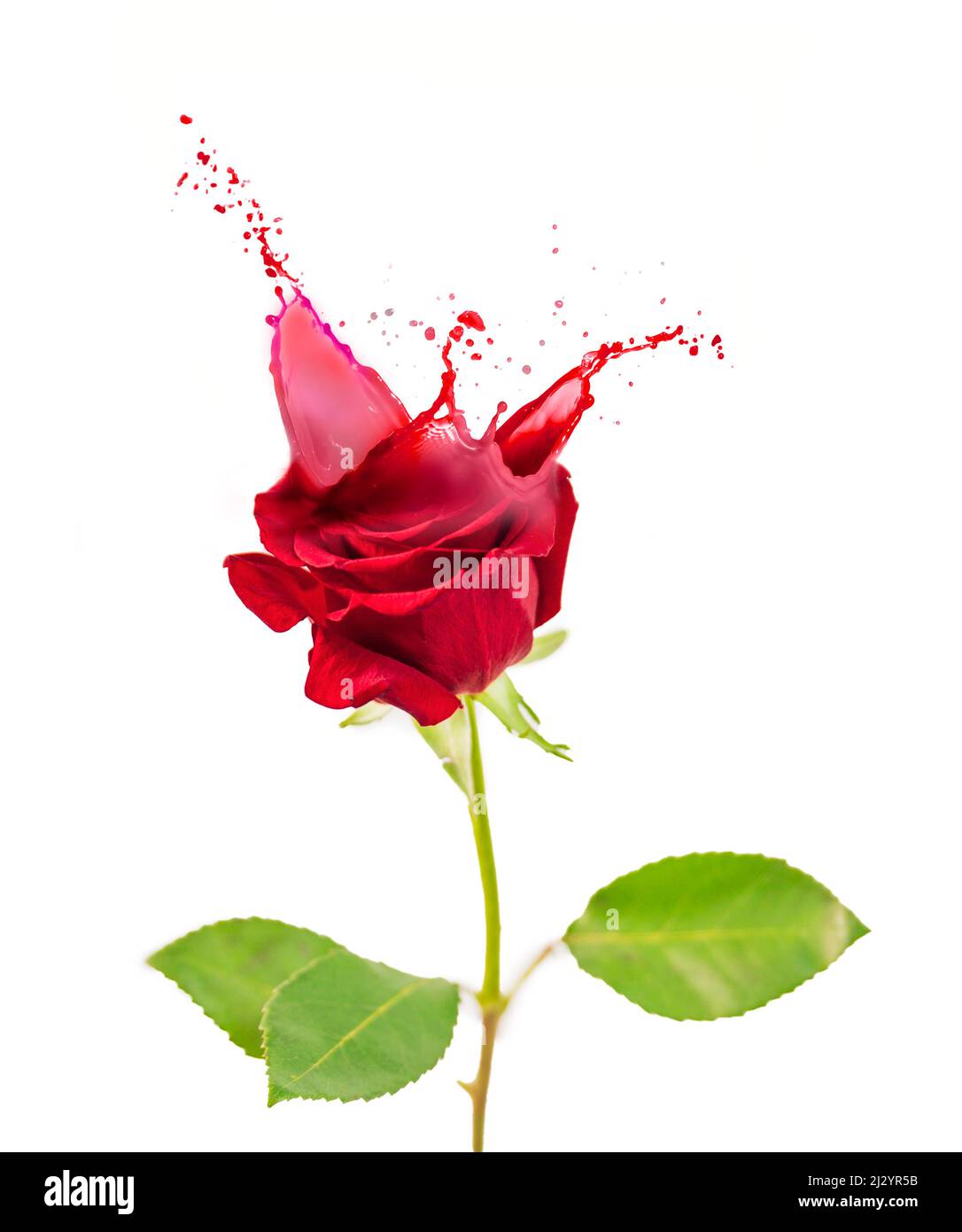One red rose water splash hi-res stock photography and images - Alamy