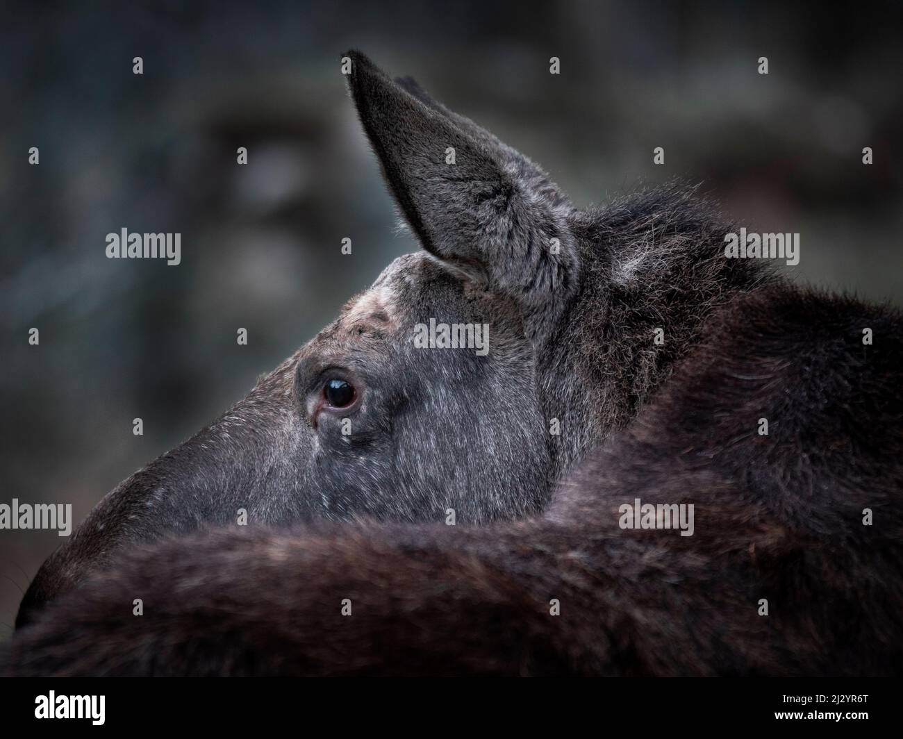 Animal back view cow hi-res stock photography and images - Alamy