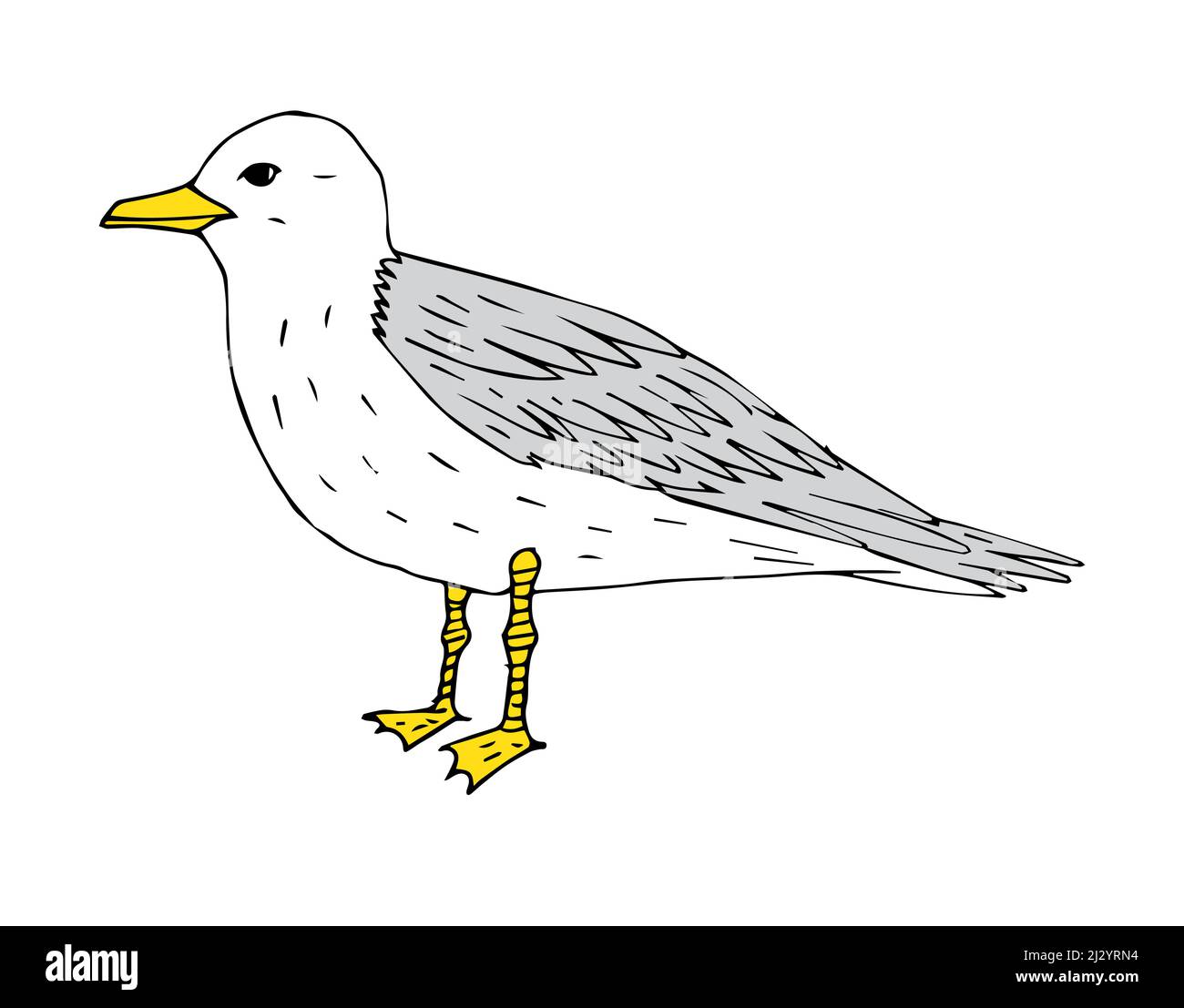 Vector hand drawn colored sketch sea gull isolated on white background ...