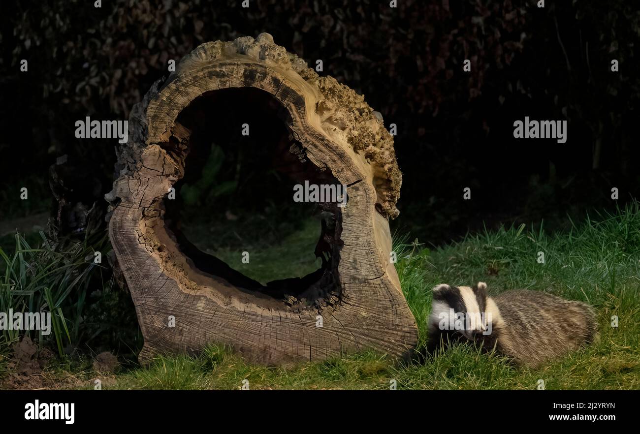 Badger hollow log hi-res stock photography and images - Alamy