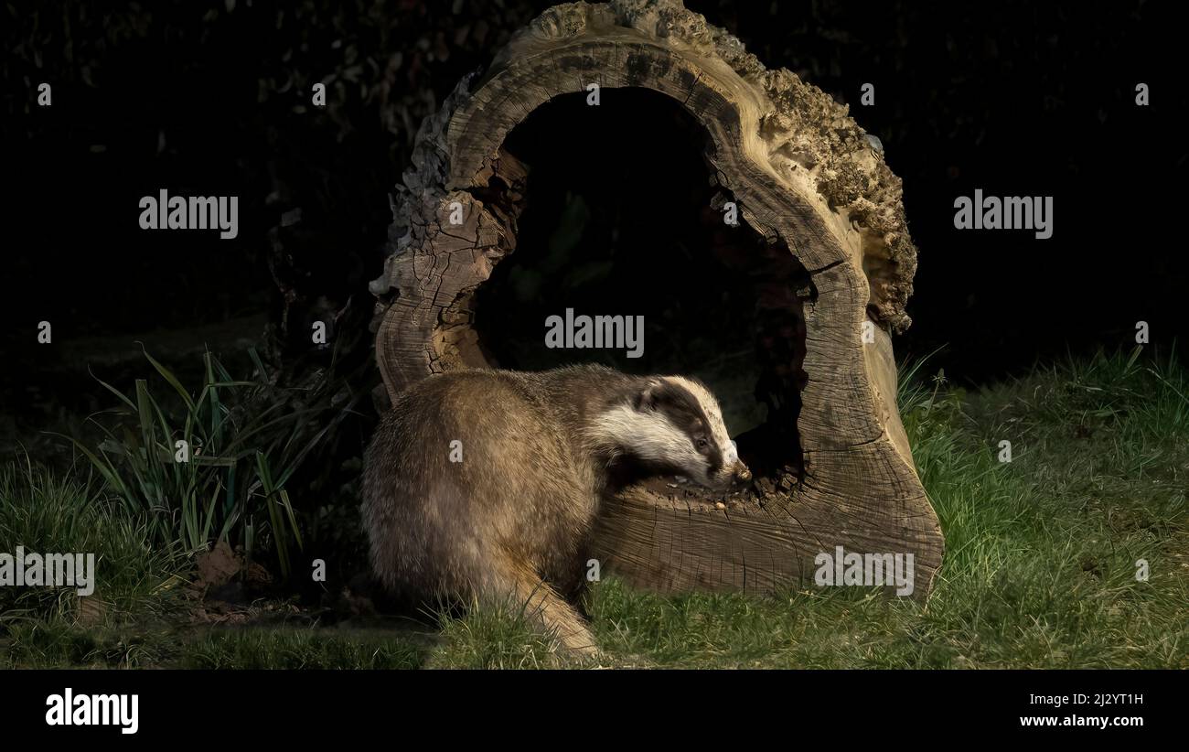 Badger hollow log hi-res stock photography and images - Alamy