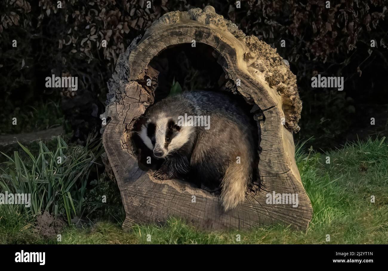 Badger hollow log hi-res stock photography and images - Alamy